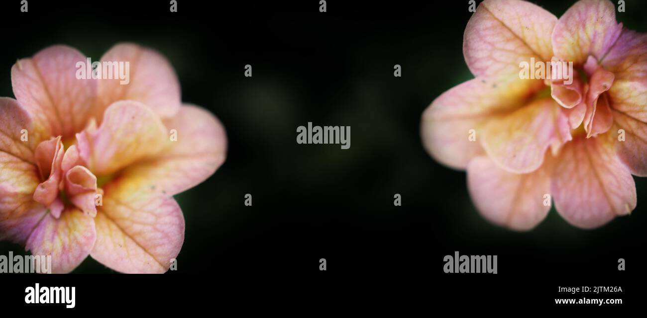 Impatiens flowers. Close up images of Double Impattiens rose are ...