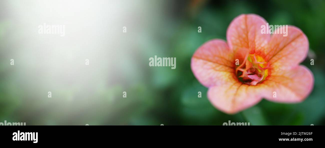 Impatiens flowers. Close up images of Double Impattiens rose are ...