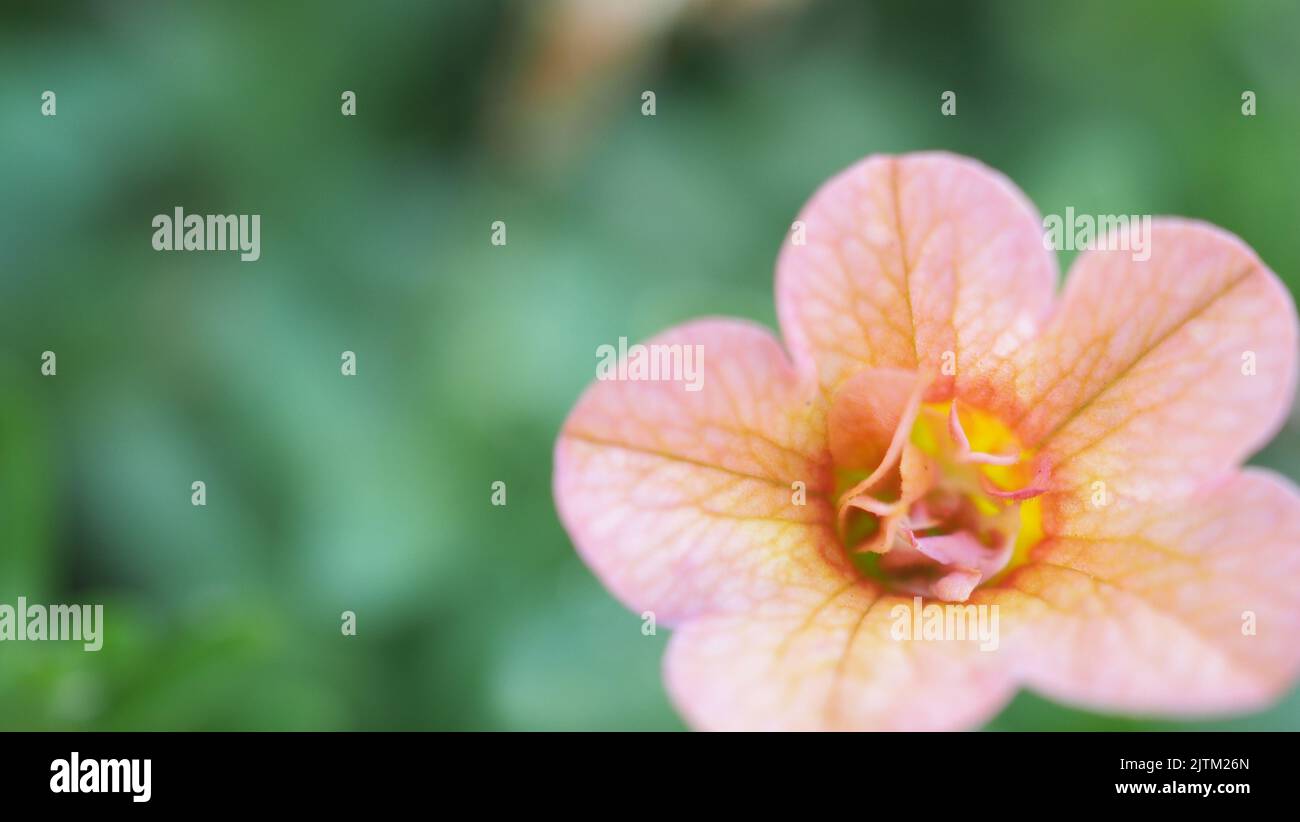 Impatiens flowers. Close up images of Double Impattiens rose are ...