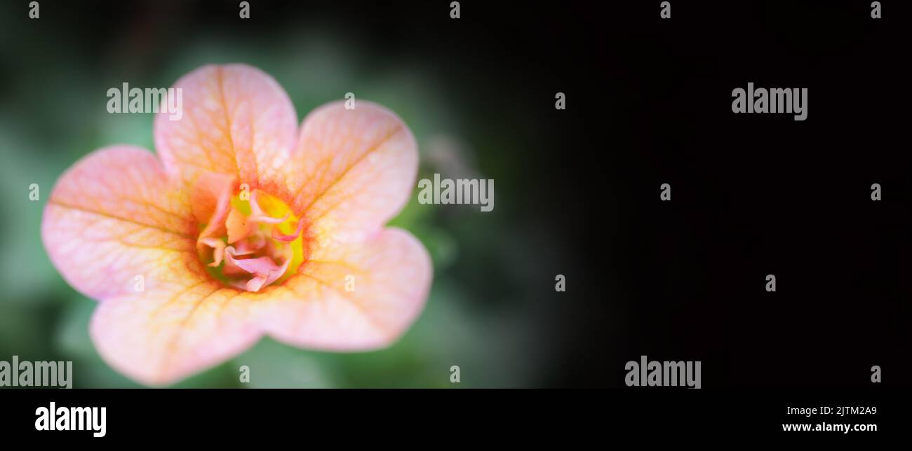 Impatiens flowers. Close up images of Double Impattiens rose are ...