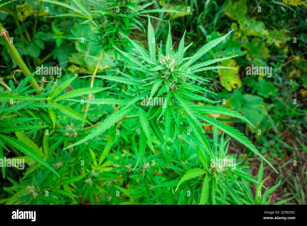 Cannabis bush isolated on hi-res stock photography and images - Alamy