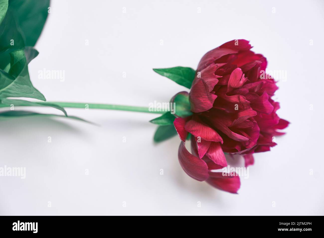 Top view of a red peony flower with green leaves.Close-up of one dark ...