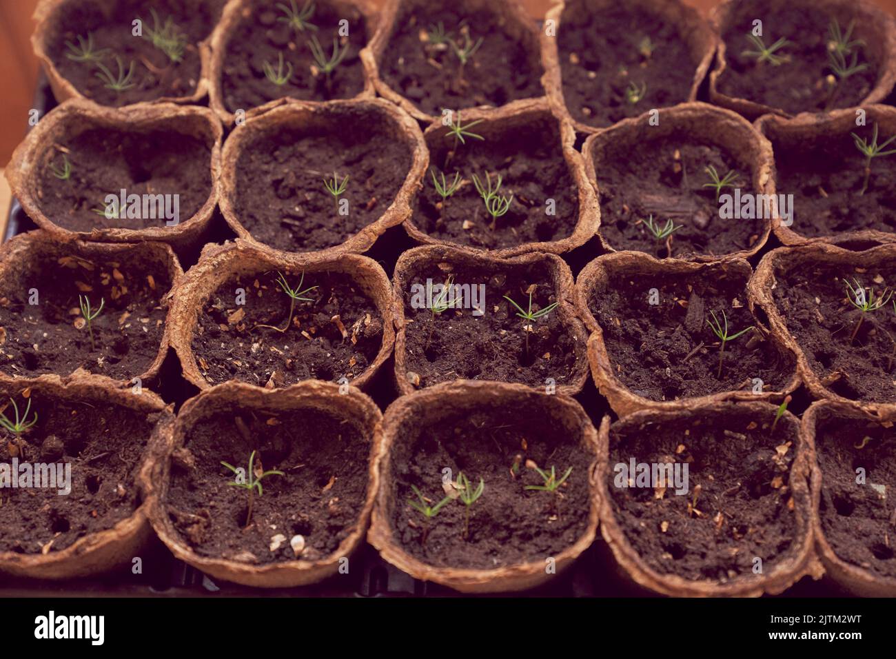 Top view of biodegradable pots with blue spruce seedlings on the ...