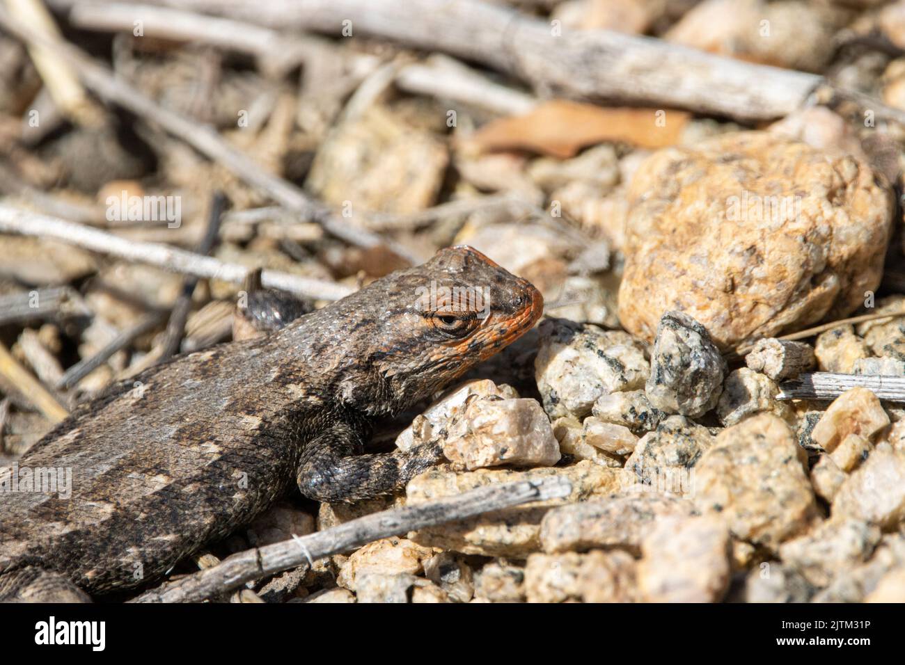 Western Fence Lizard Stock Photo - Alamy
