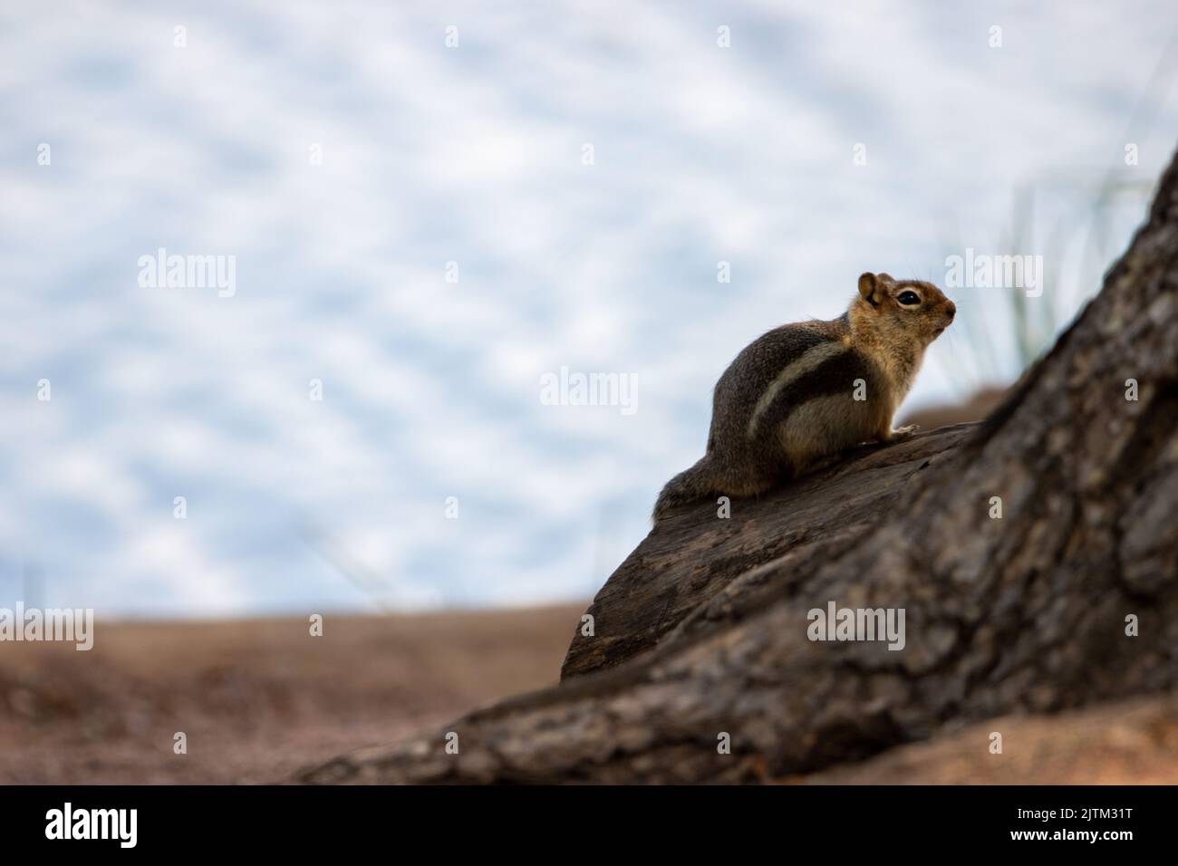 Animal wildelife hi-res stock photography and images - Alamy