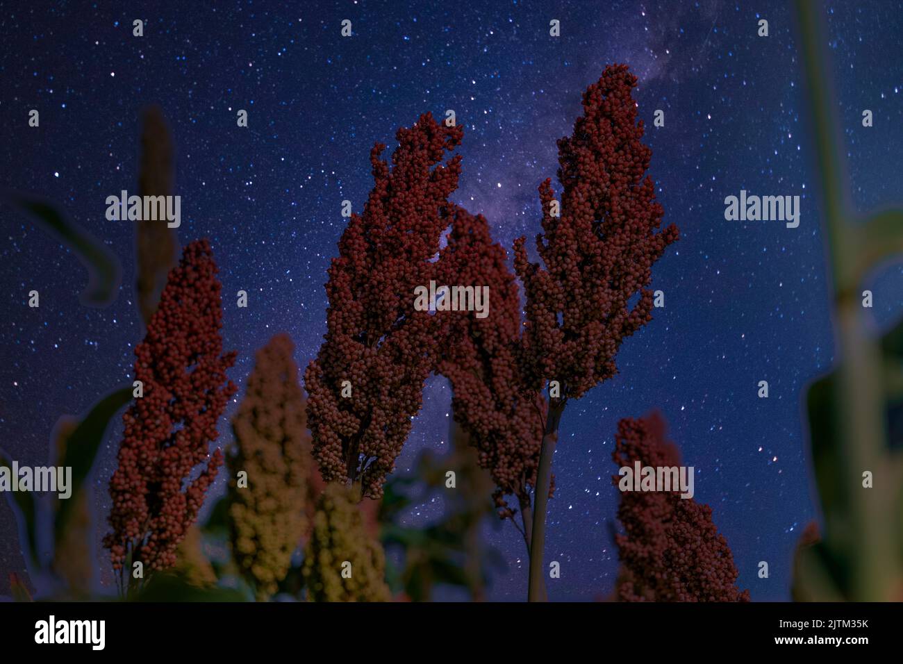 Sorghum bicolor is a genus of flowering plants in the grass family ...