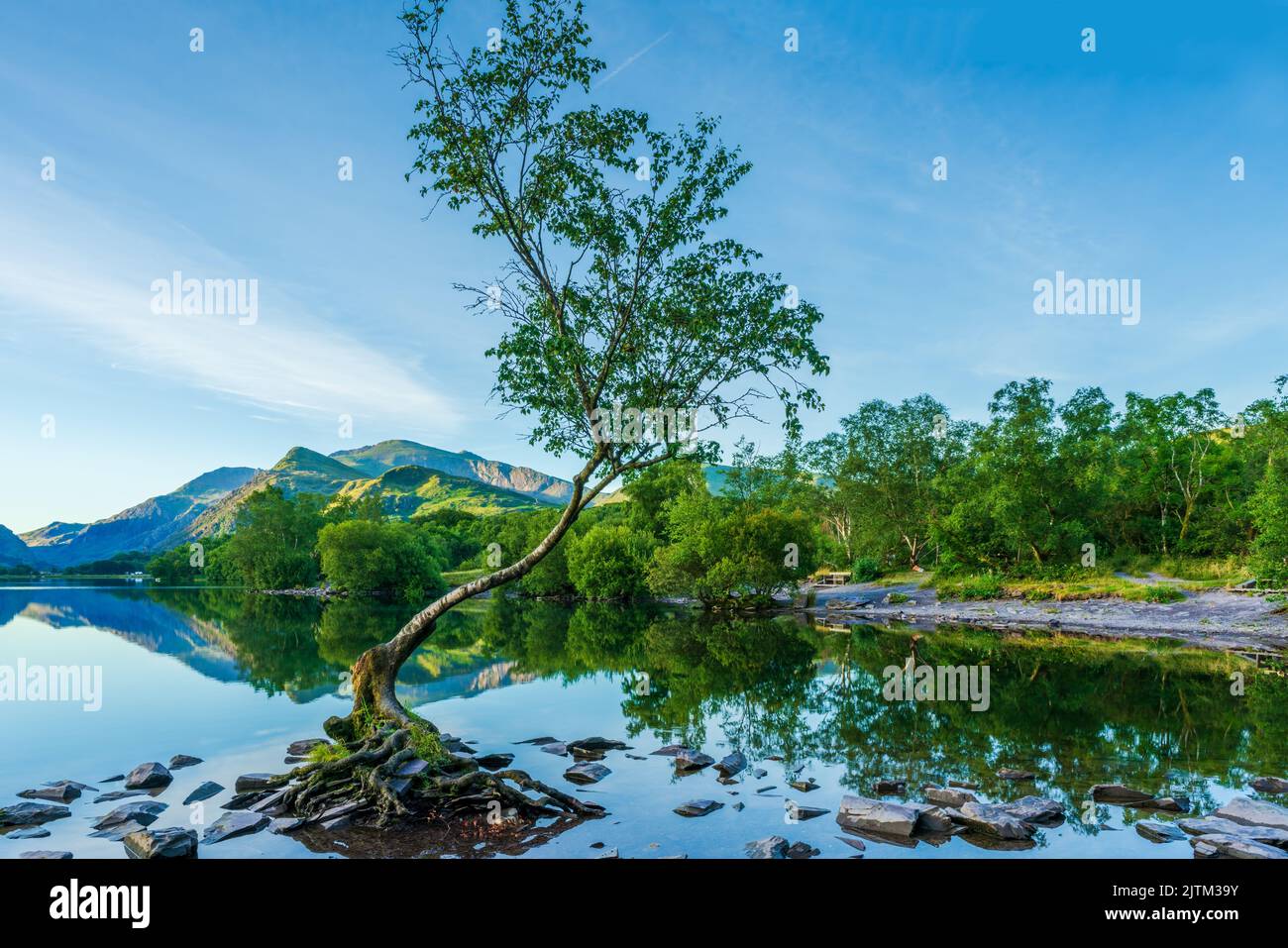 Lone Tree on Llyn Padarn lake in LLanberis at dawn, Wales, UK Stock ...
