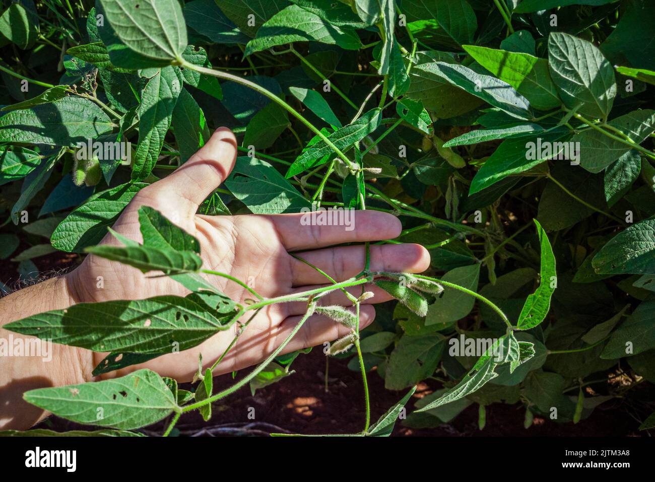 Species of legume native to east asia hi-res stock photography and ...