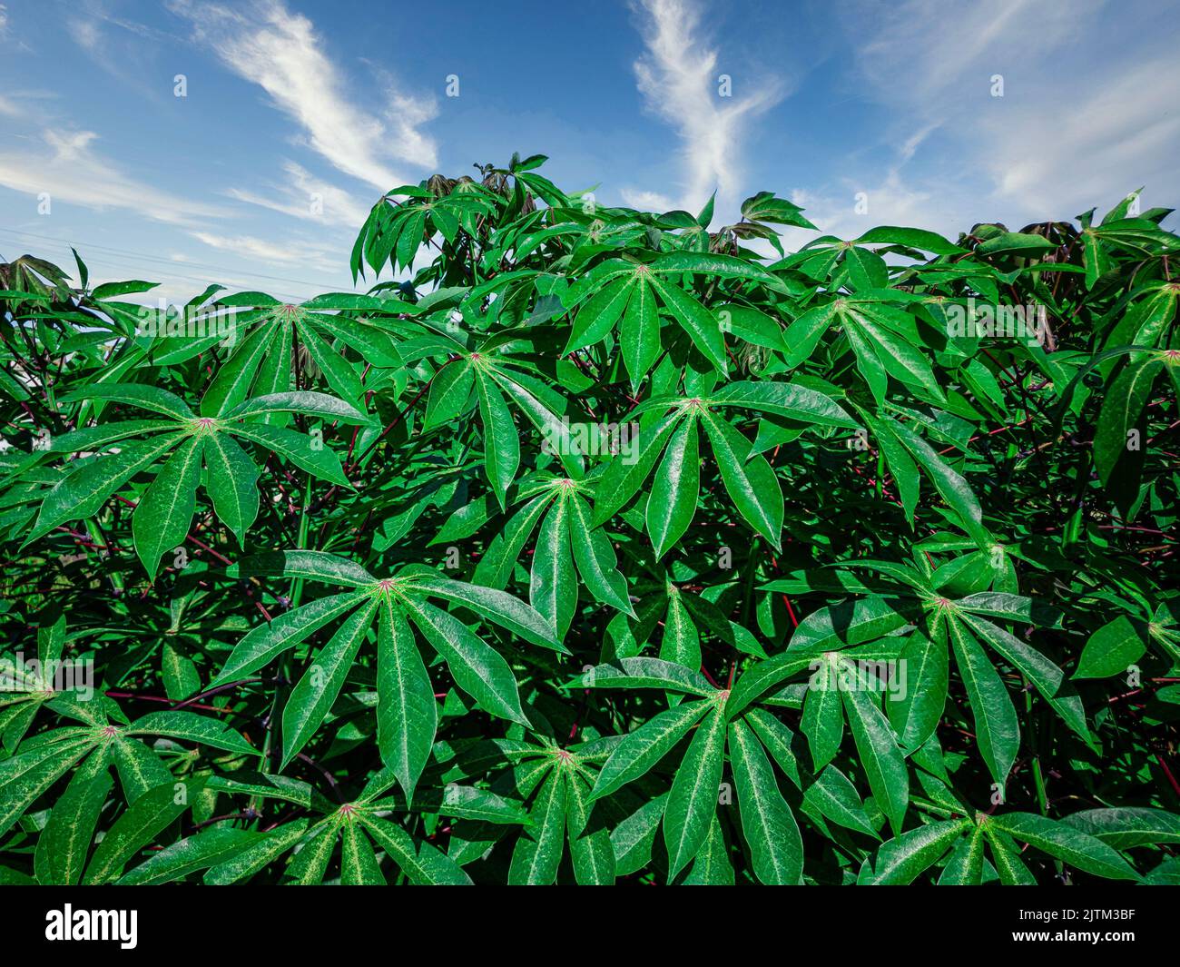 Cassava, also called manioc, yuca, balinghoy, mogo, mandioca, kamoteng ...