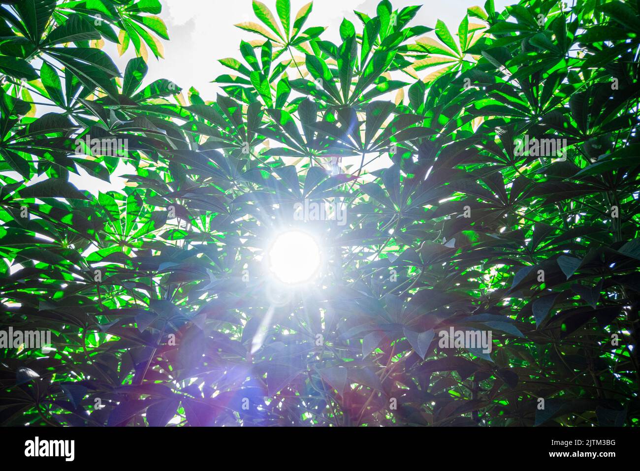 Cassava, also called manioc, yuca, balinghoy, mogo, mandioca, kamoteng ...