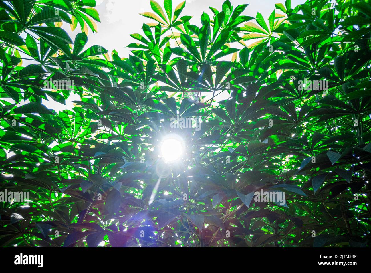 Cassava, also called manioc, yuca, balinghoy, mogo, mandioca, kamoteng ...