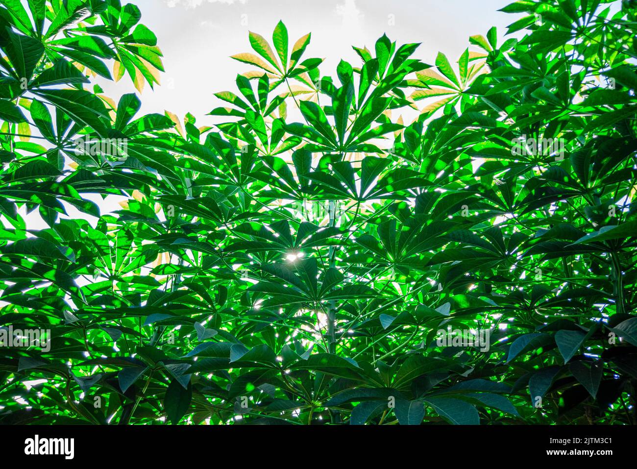 Cassava, also called manioc, yuca, balinghoy, mogo, mandioca, kamoteng ...