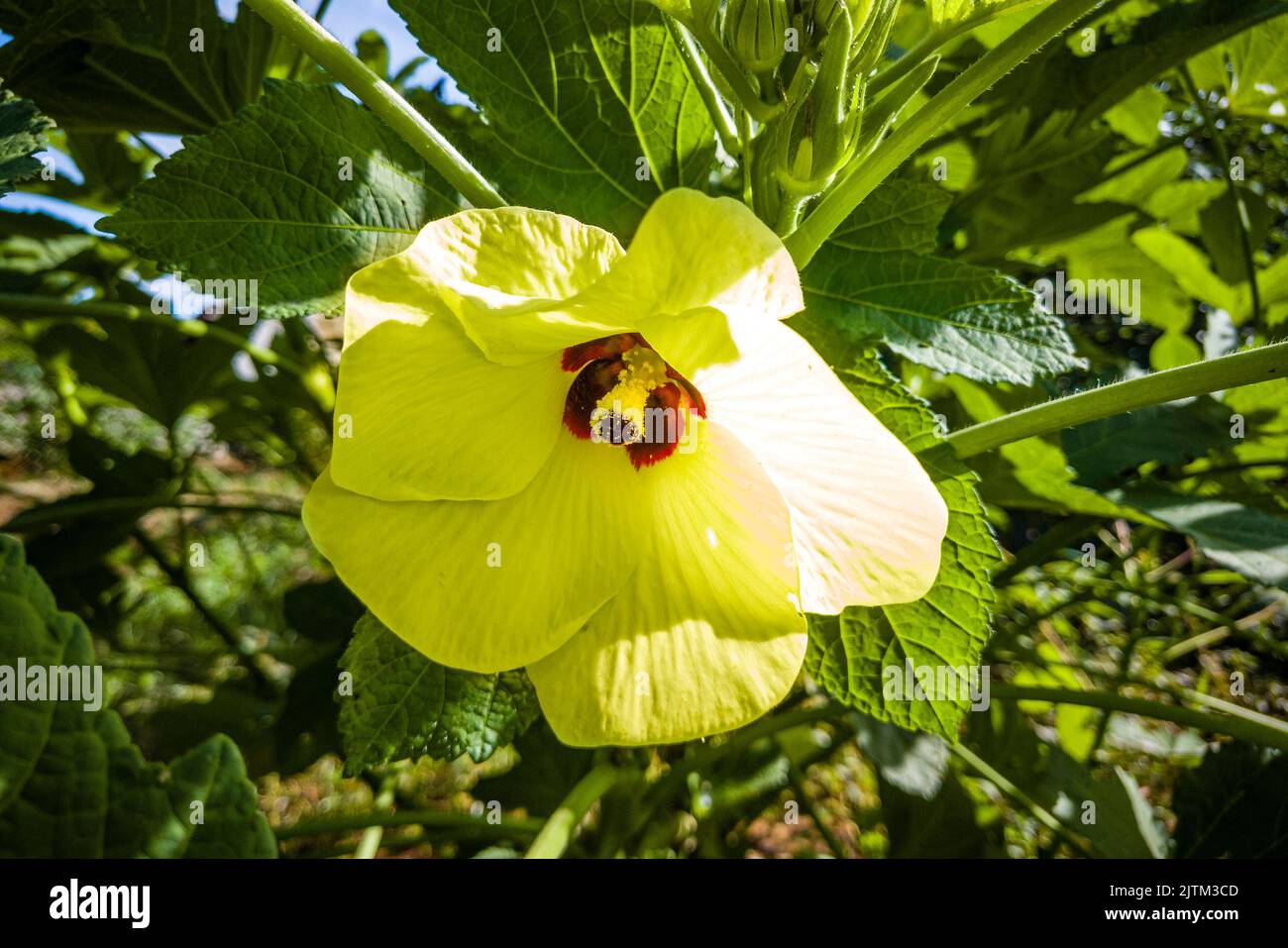 Abelmoschus esculentus, known in many English-speaking countries as ...