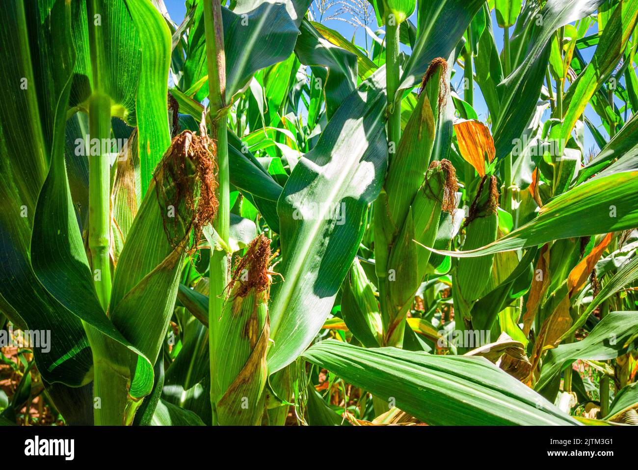 Beautiful cornfield, corn plantation and blue sky Stock Photo - Alamy