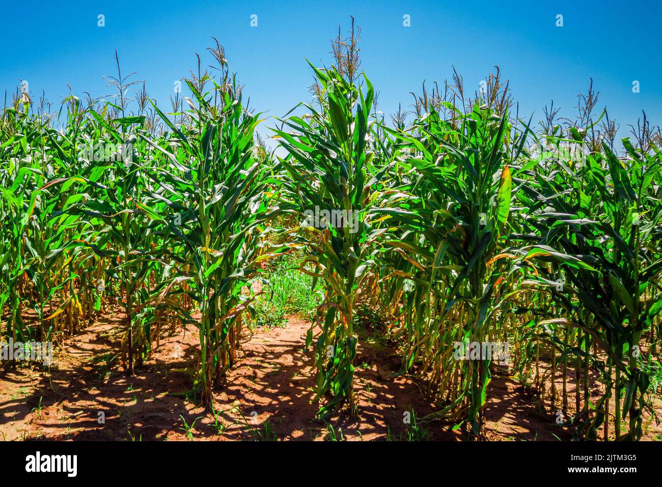 Beautiful cornfield, corn plantation and blue sky Stock Photo - Alamy