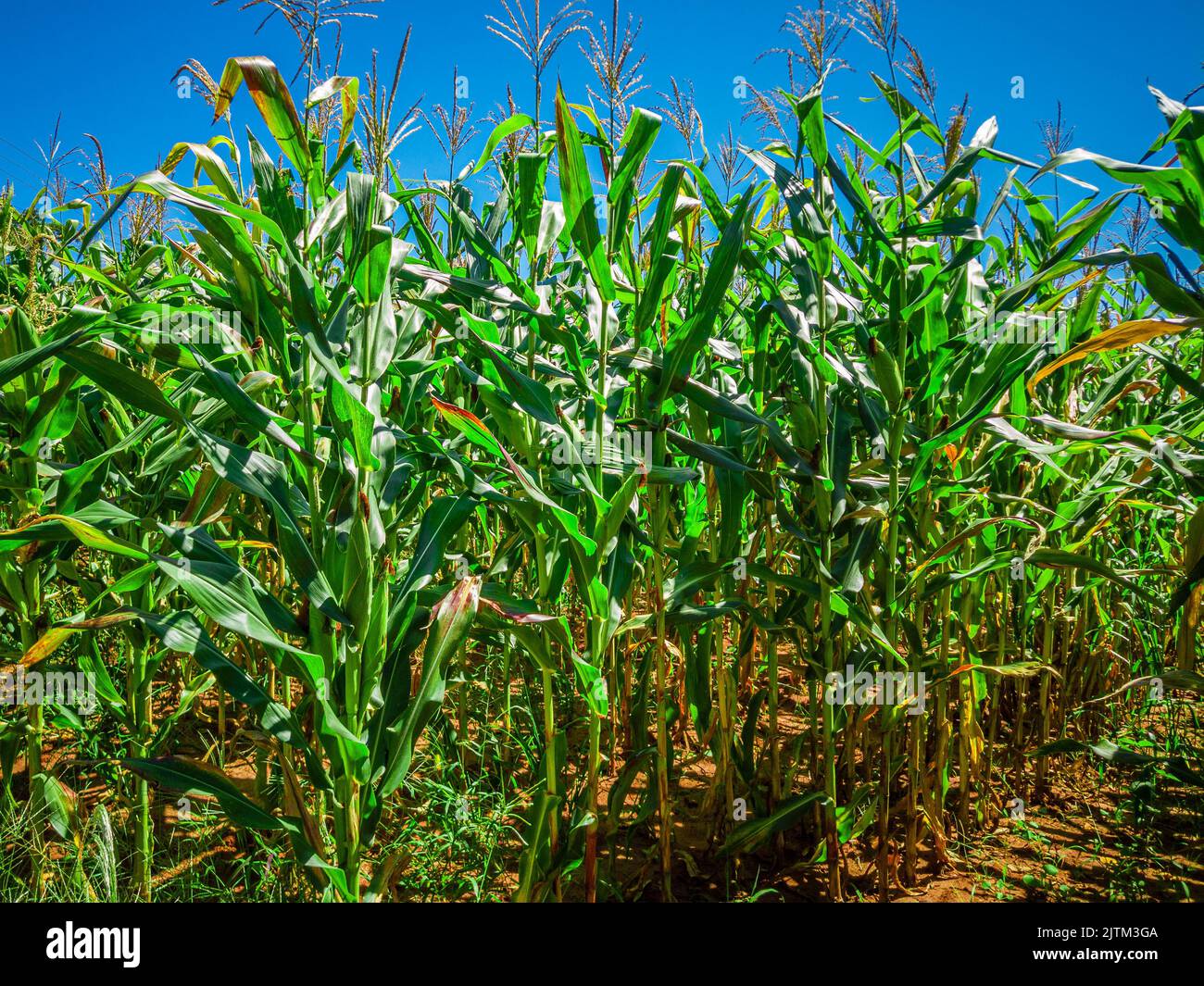 Beautiful cornfield, corn plantation and blue sky Stock Photo - Alamy