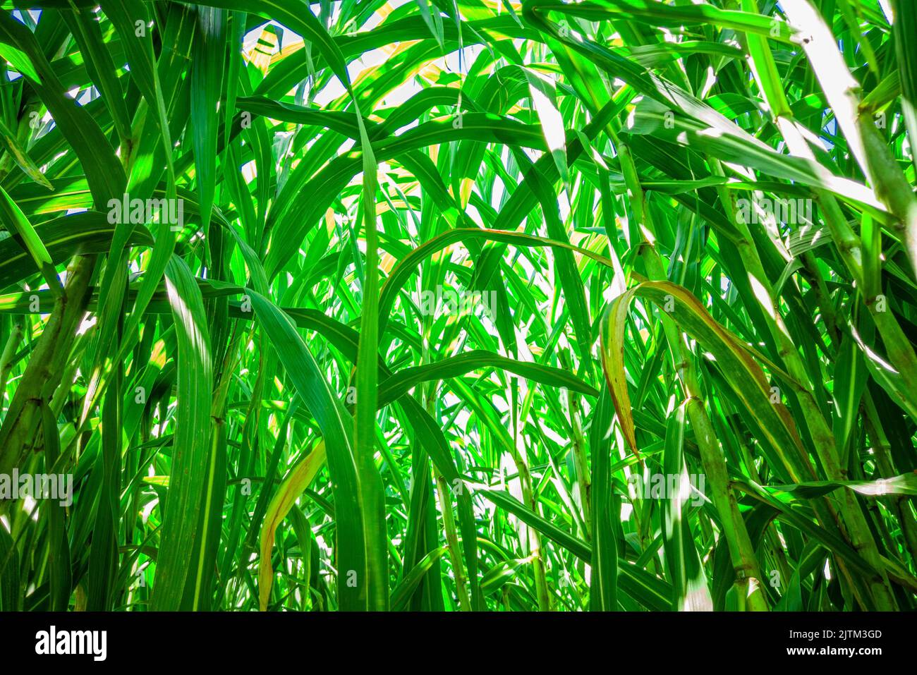 Sugar cane plantation in Brazil Stock Photo - Alamy