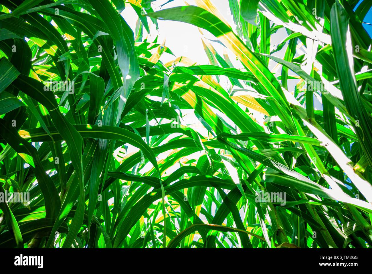 Sugar cane plantation in Brazil Stock Photo - Alamy