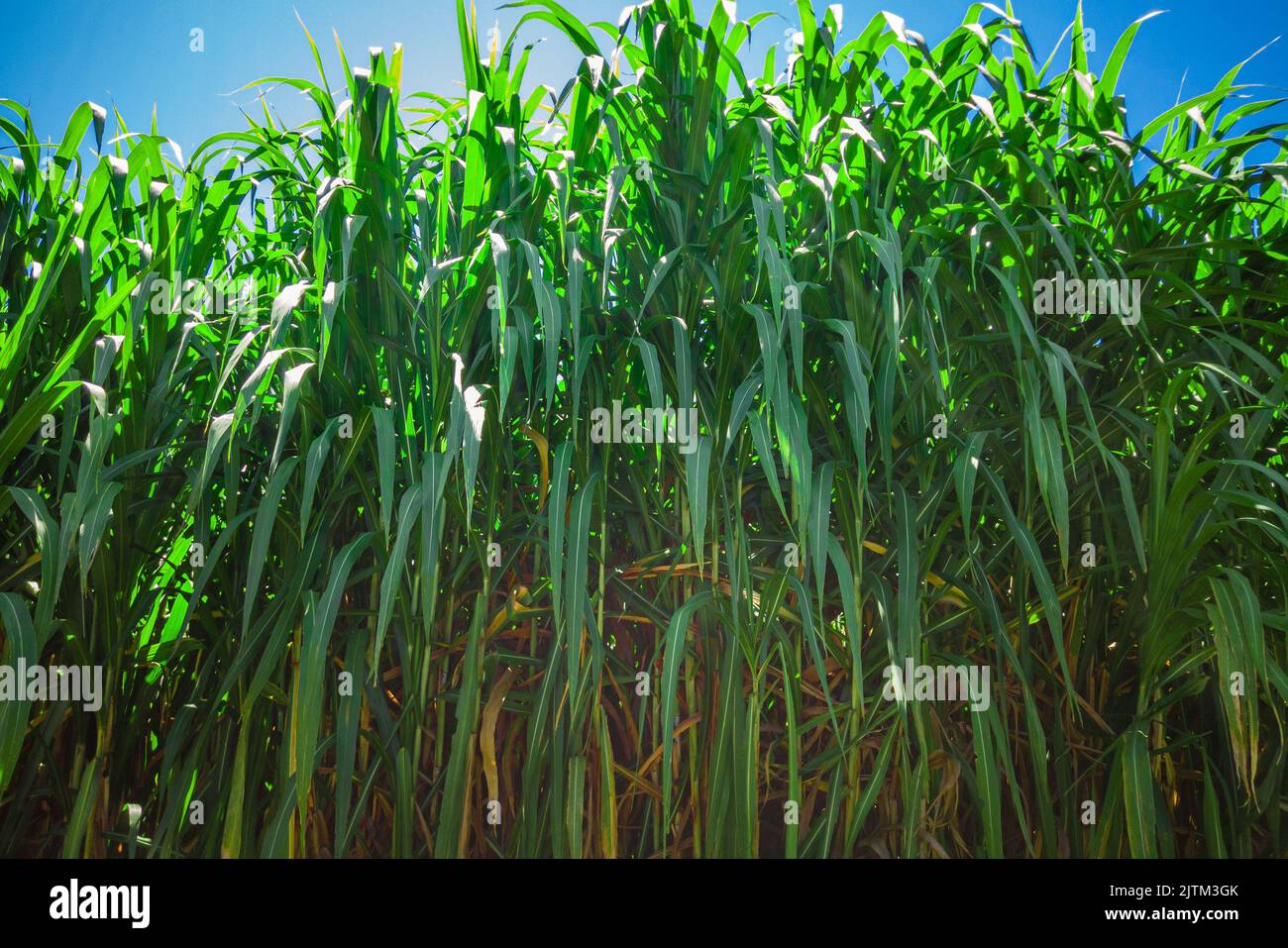 Sugar cane plantation in Brazil Stock Photo - Alamy