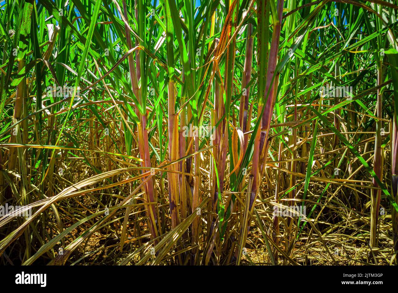 Sugar cane plantation in Brazil Stock Photo - Alamy