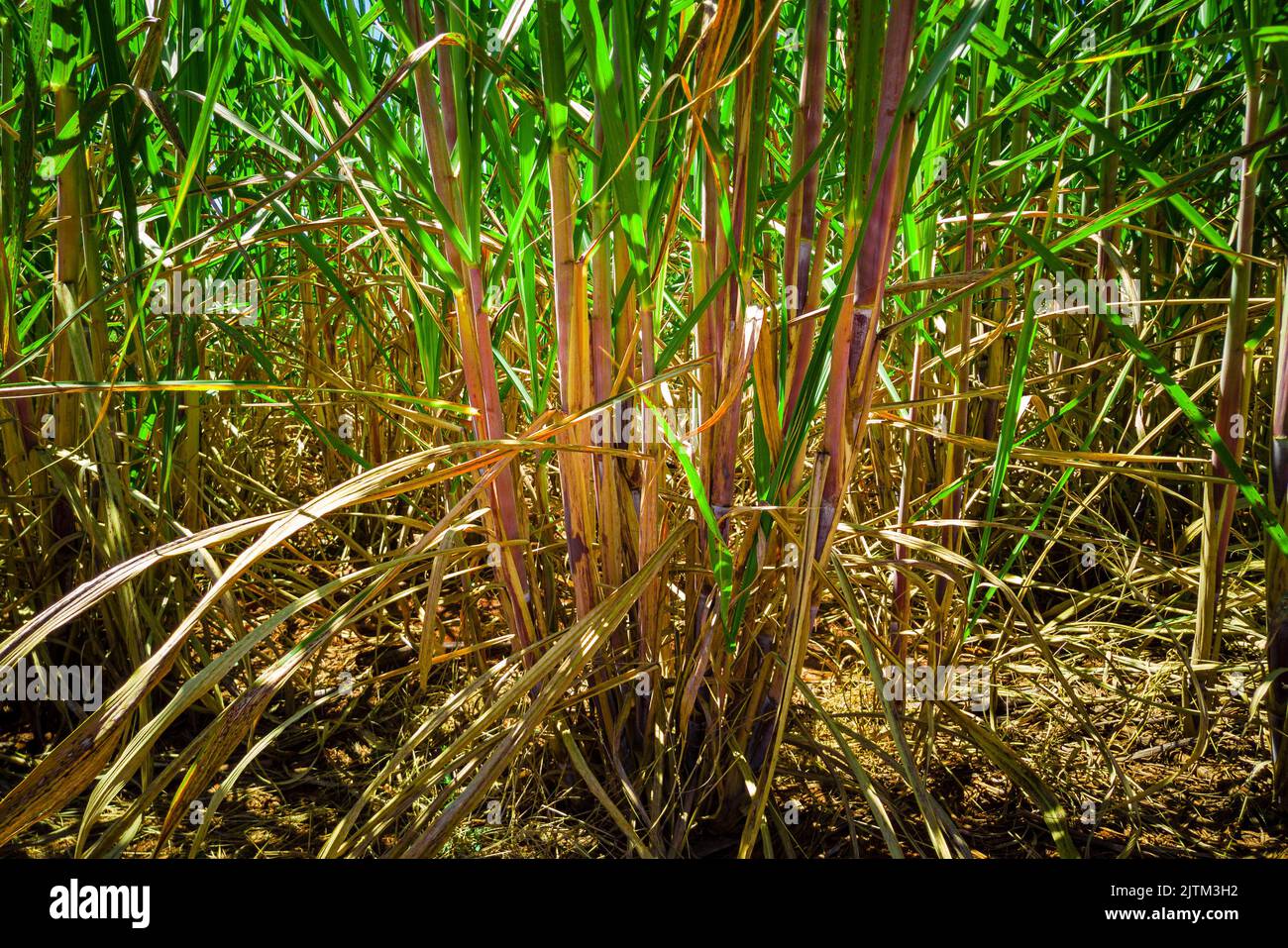 Sugar cane plantation in Brazil Stock Photo - Alamy