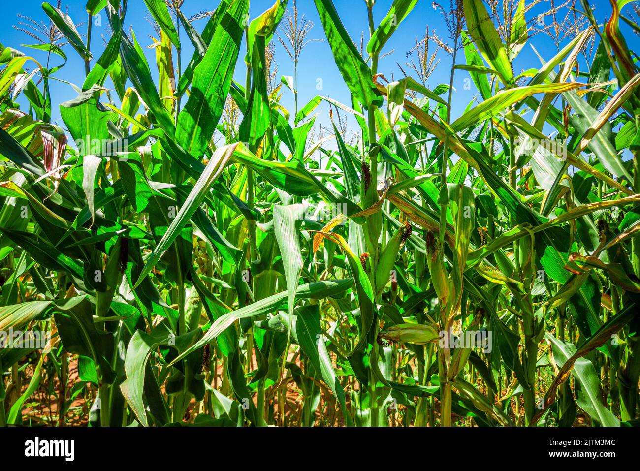 Beautiful cornfield, corn plantation and blue sky Stock Photo - Alamy