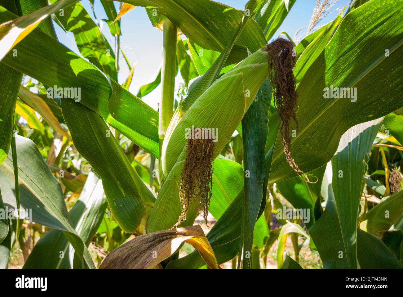 Beautiful cornfield, corn plantation and blue sky Stock Photo - Alamy