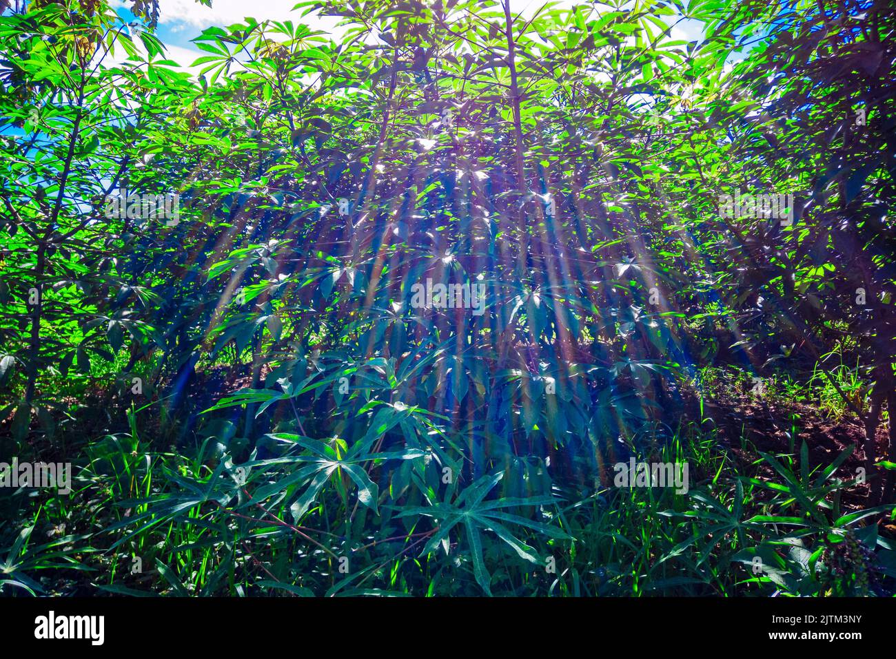 Cassava, also called manioc, yuca, balinghoy, mogo, mandioca, kamoteng ...