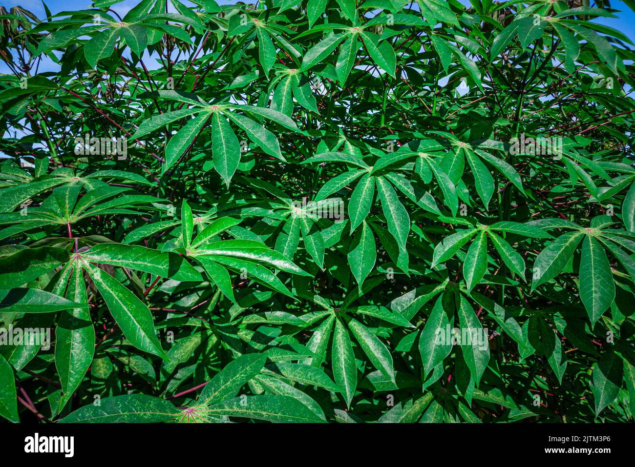 Cassava, also called manioc, yuca, balinghoy, mogo, mandioca, kamoteng ...