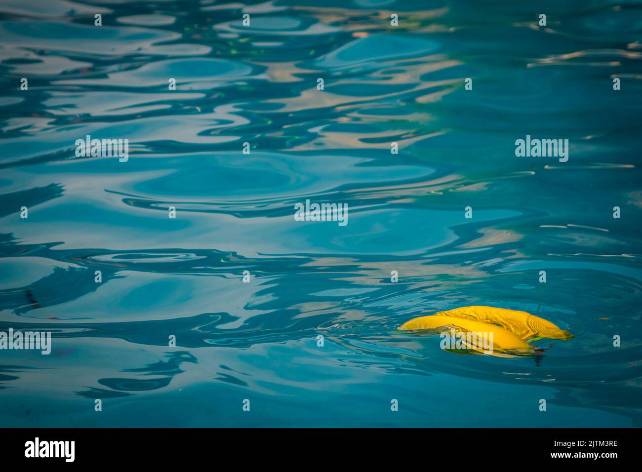 Yellow floater on a swimming pool water surface Stock Photo - Alamy