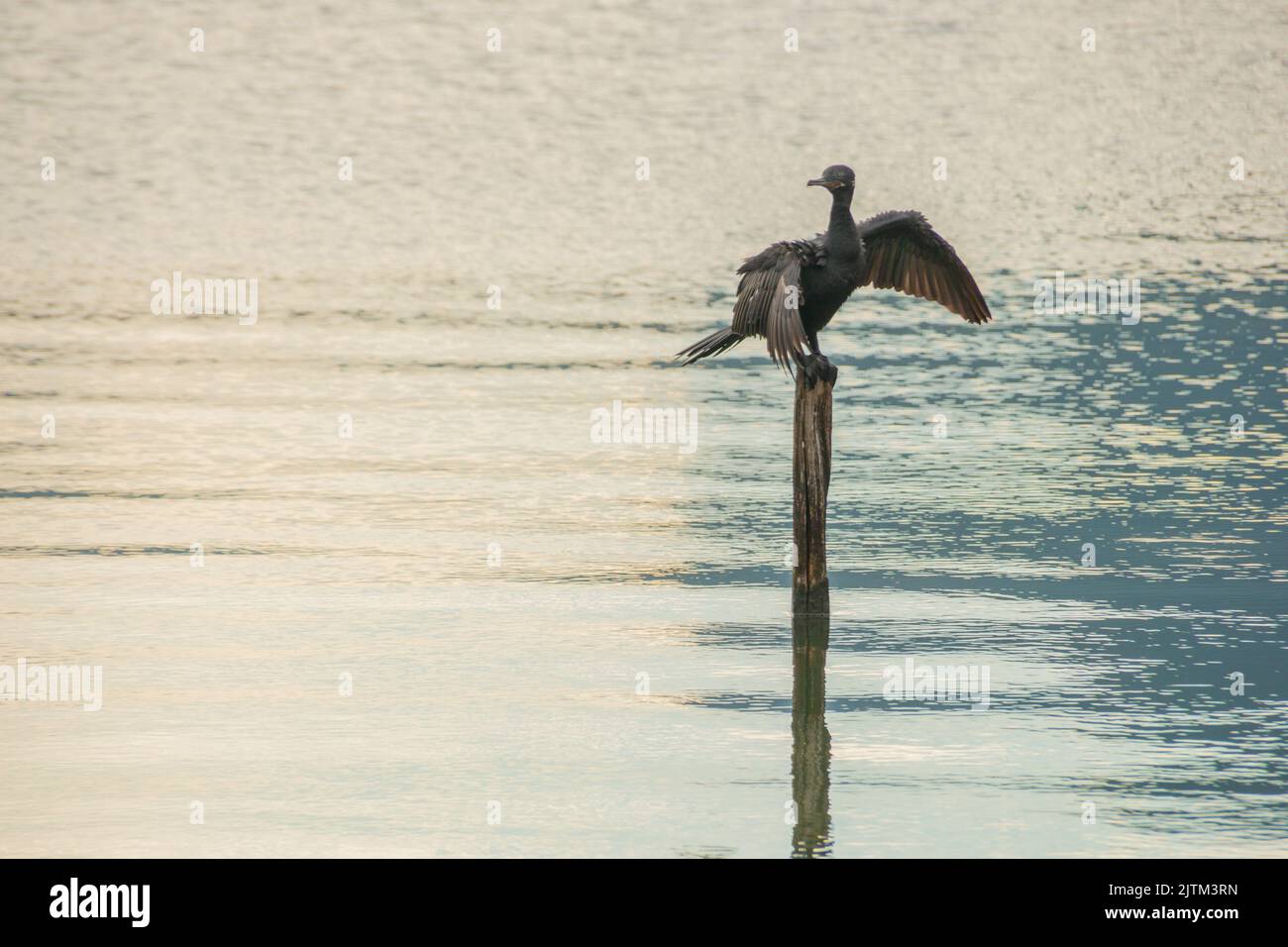 bird known as cormorant, standing on a wooden trunk drying up after a ...