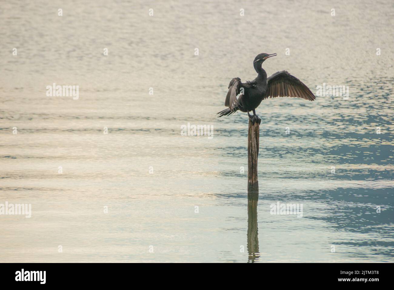 Drying up feathers hi-res stock photography and images - Alamy
