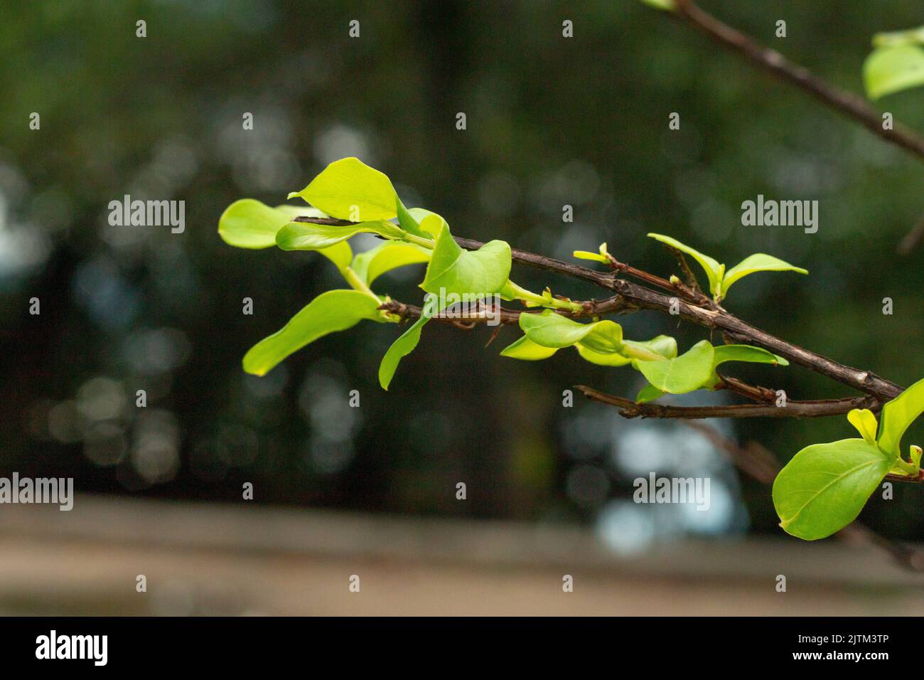 small green plant with blurred background in rio de janeiro Brazil ...