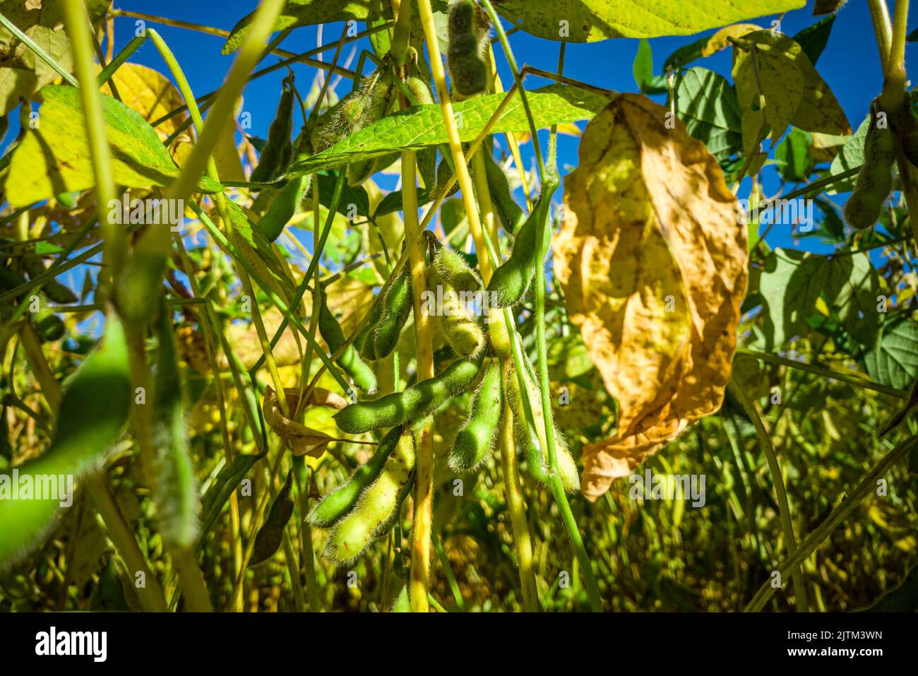 Beautiful soy plantation glycine hi-res stock photography and images ...