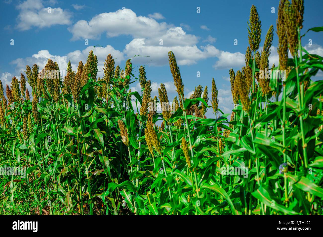 Sorghum bicolor is a genus of flowering plants in the grass family ...