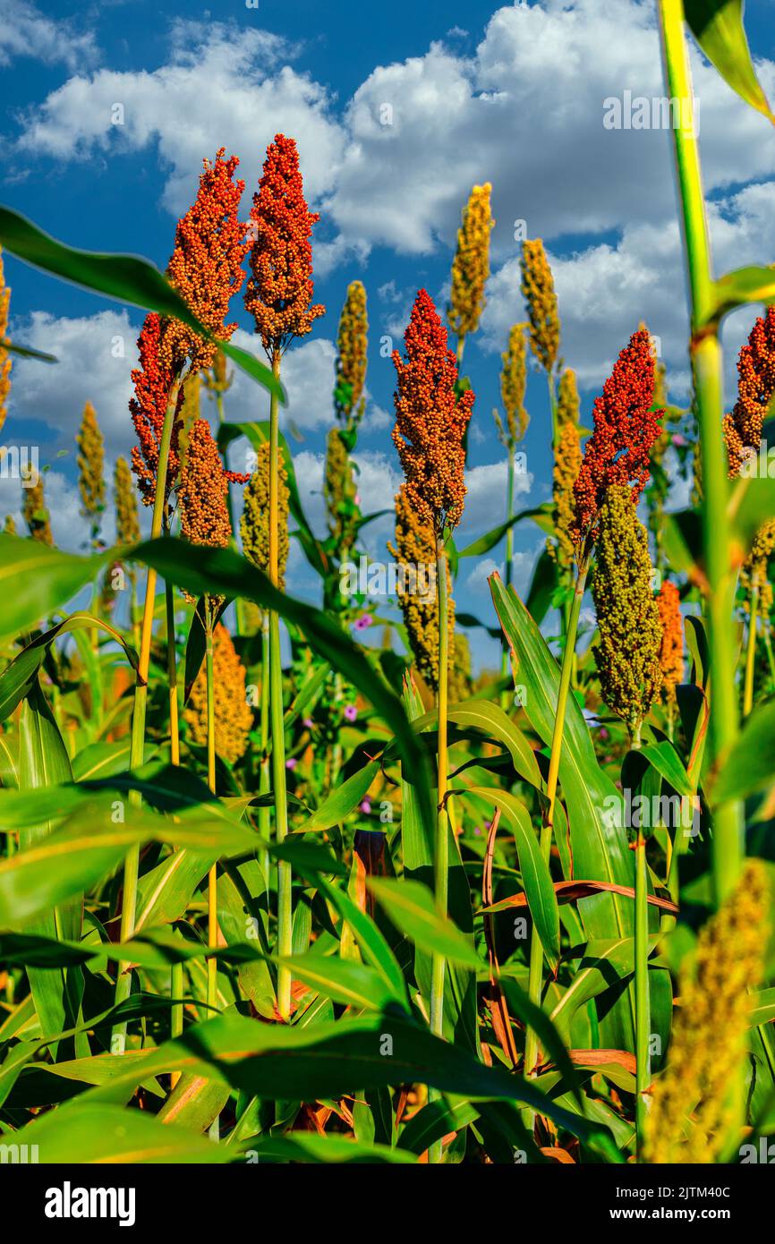 Sorghum bicolor is a genus of flowering plants in the grass family ...