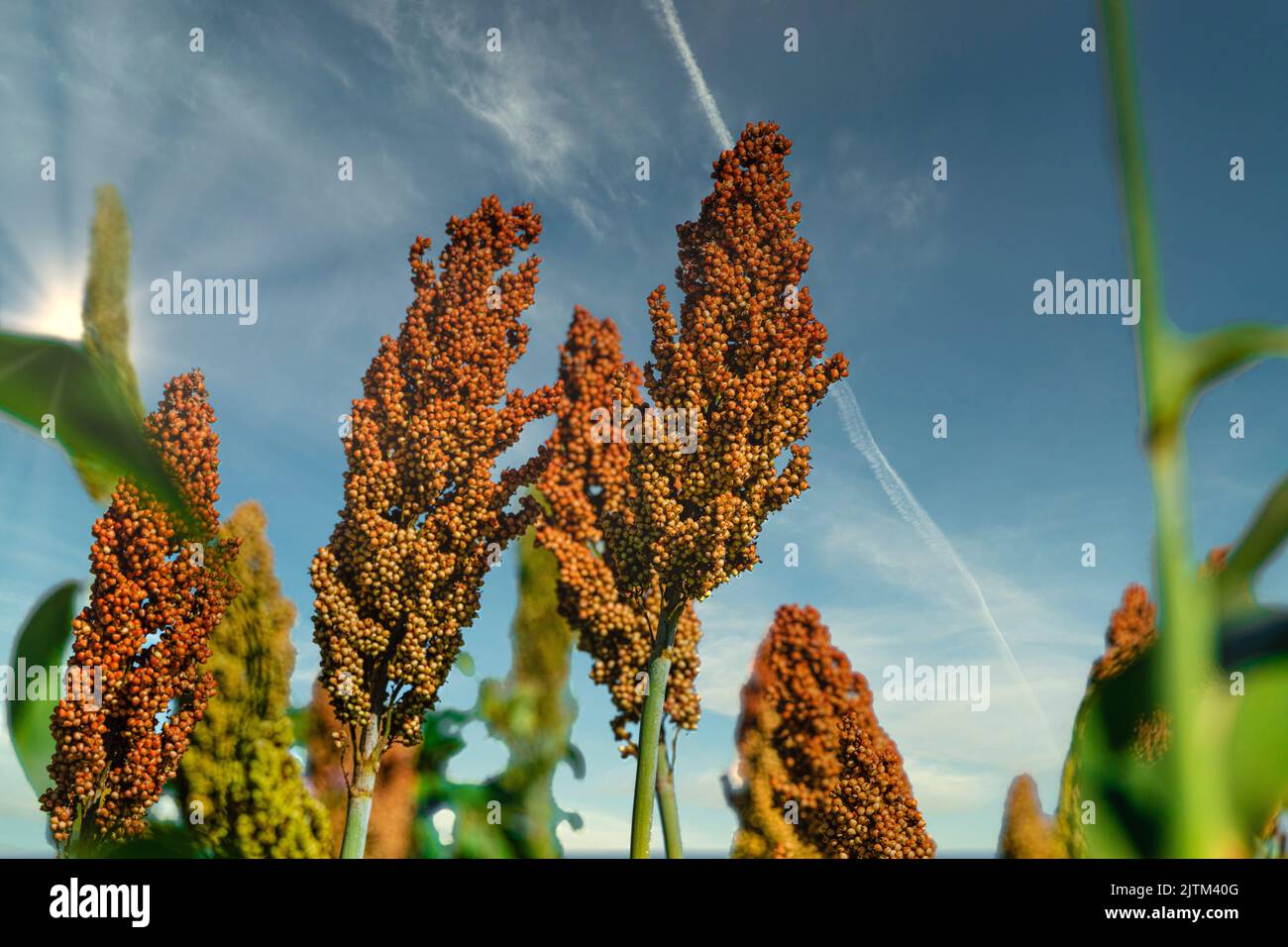 Sorghum bicolor is a genus of flowering plants in the grass family ...