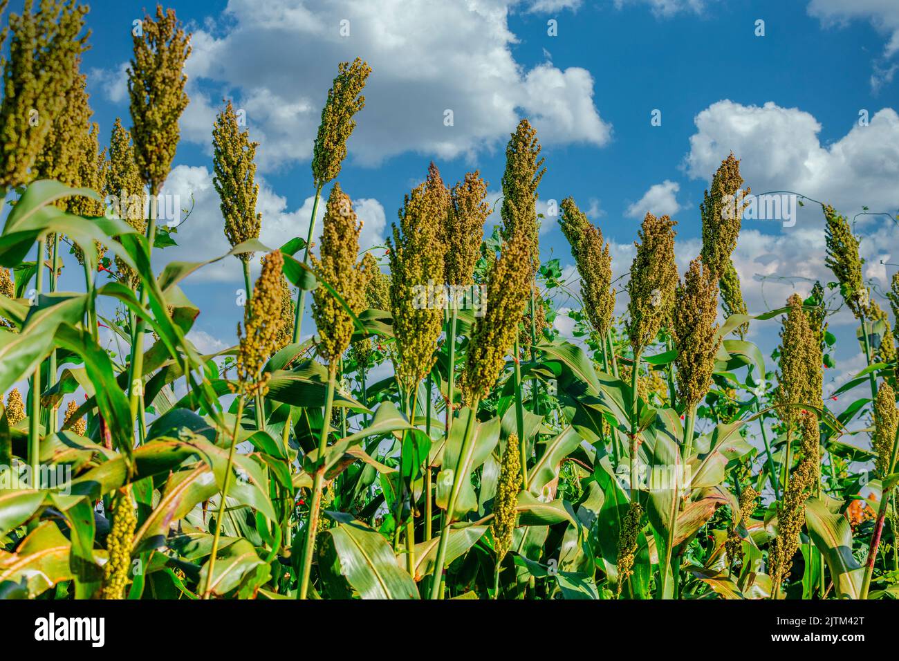 Sorghum bicolor is a genus of flowering plants in the grass family ...