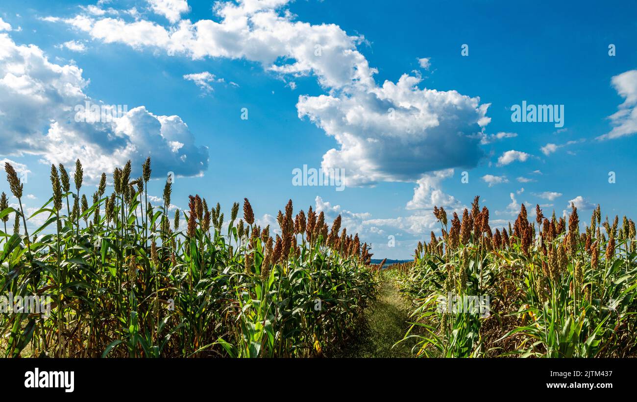 Sorghum bicolor is a genus of flowering plants in the grass family ...