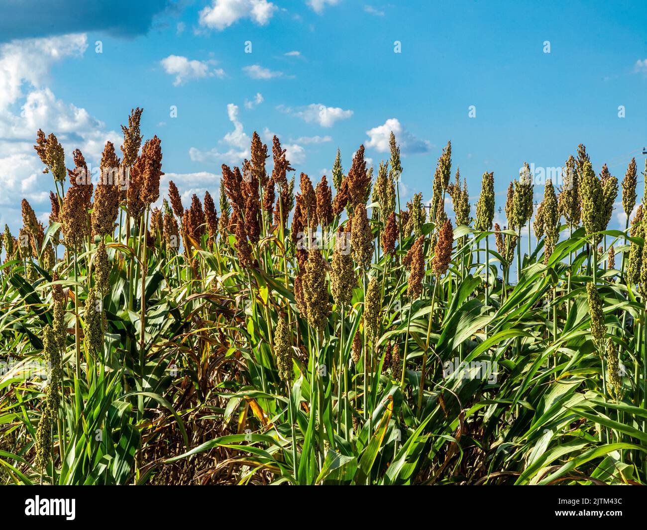Sorghum bicolor is a genus of flowering plants in the grass family ...