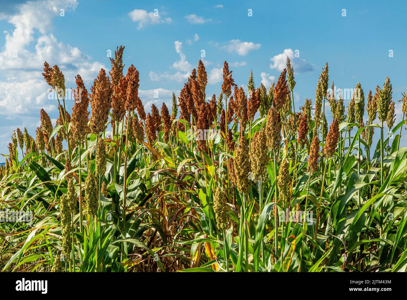 Sorghum bicolor is a genus of flowering plants in the grass family ...