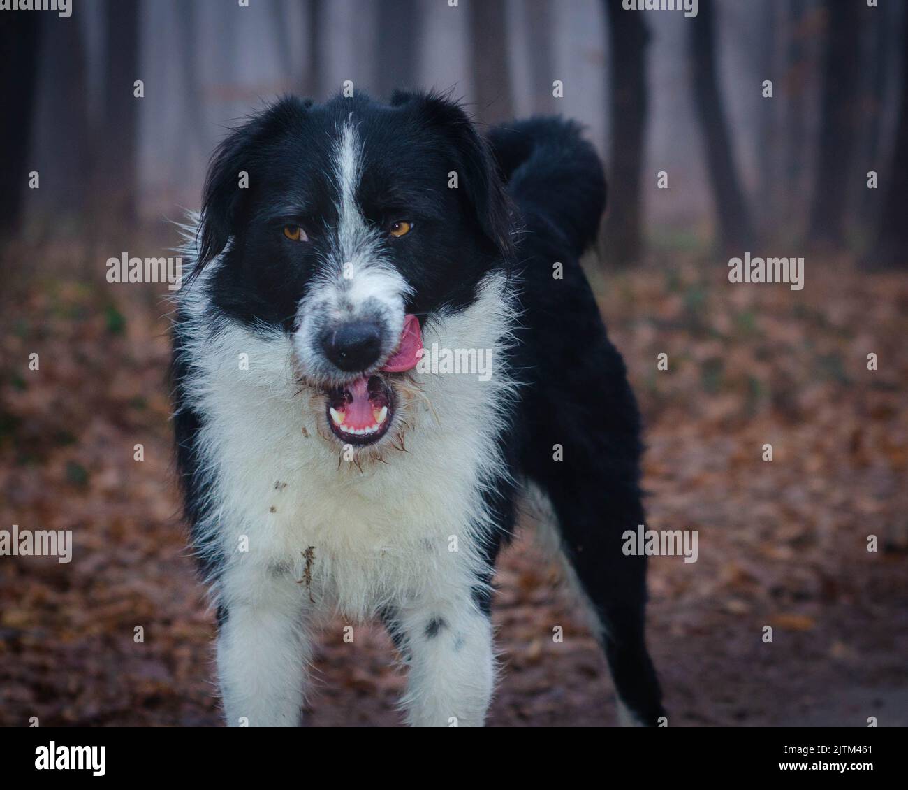 Stary dog hi-res stock photography and images - Alamy