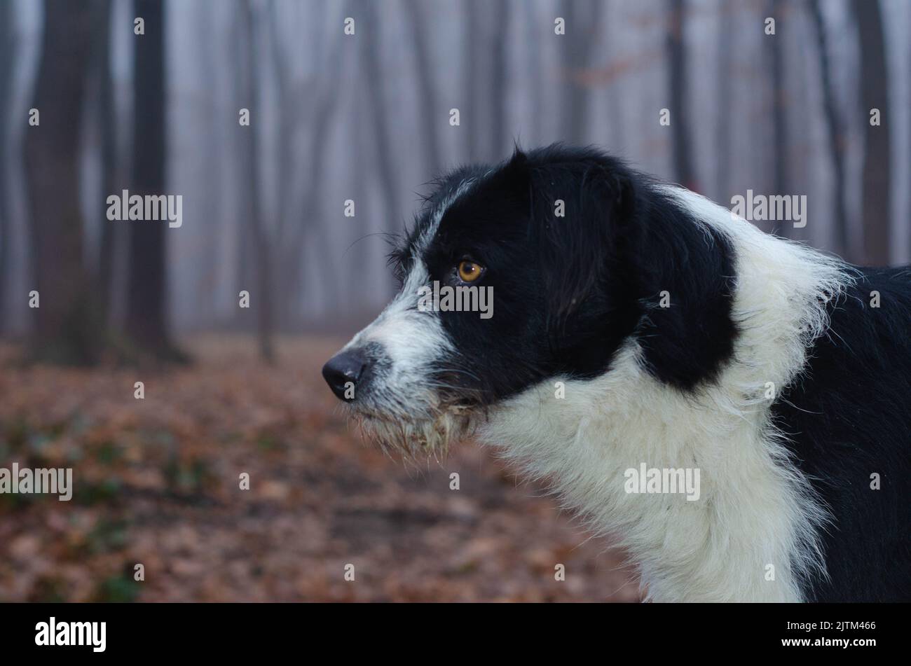 A sad-looking stary dog in forest Stock Photo - Alamy