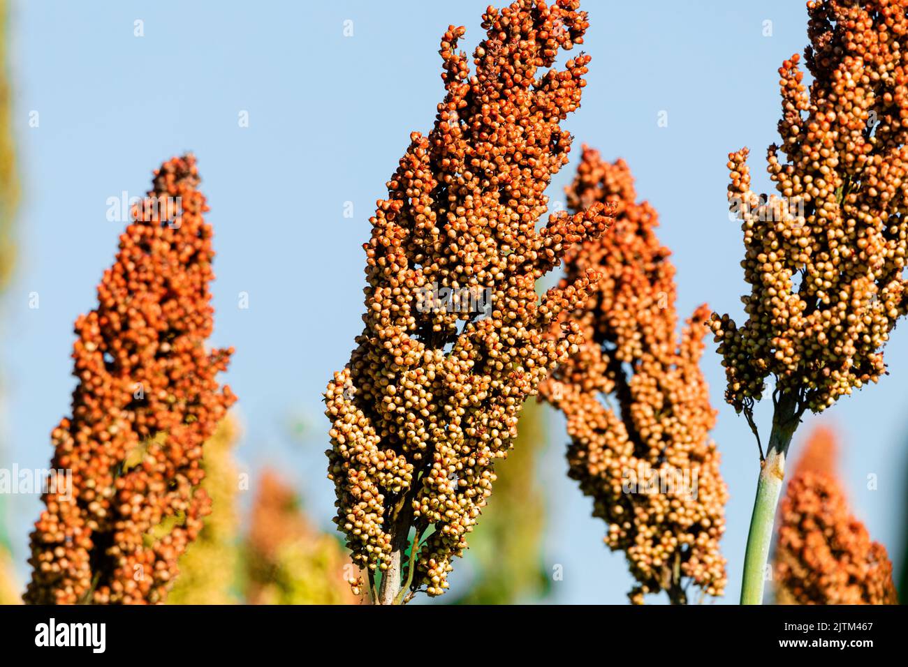 Sorghum bicolor is a genus of flowering plants in the grass family ...