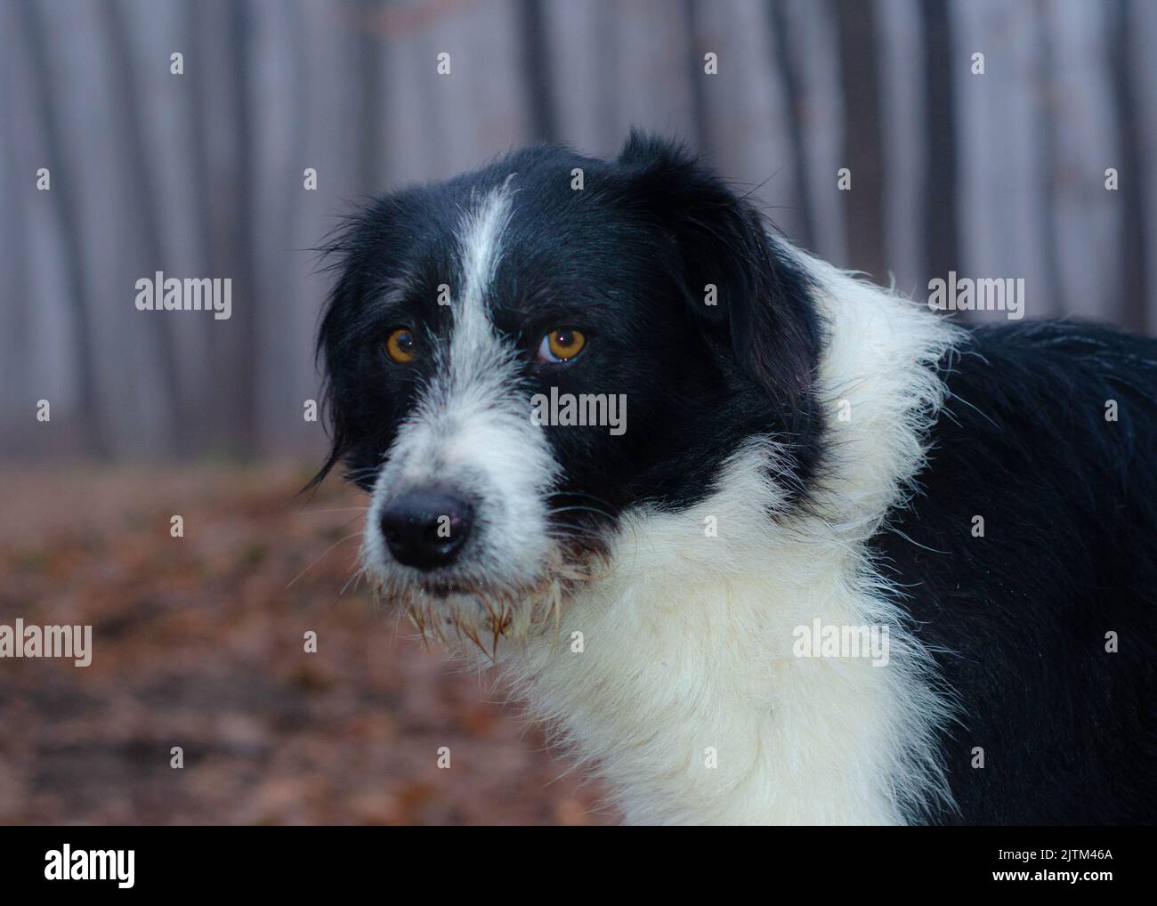 Stary dog hi-res stock photography and images - Alamy