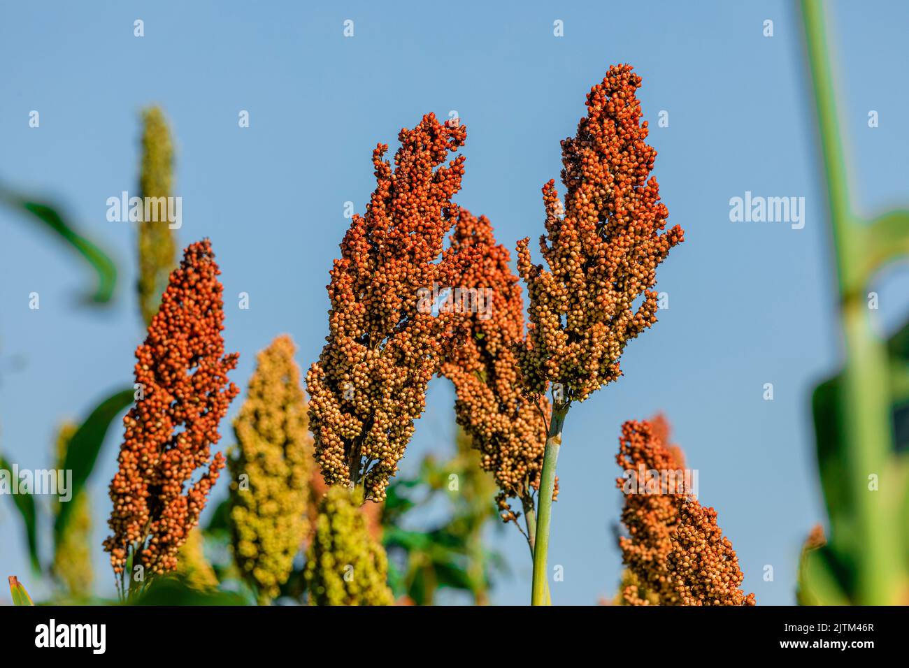 Sorghum bicolor is a genus of flowering plants in the grass family ...