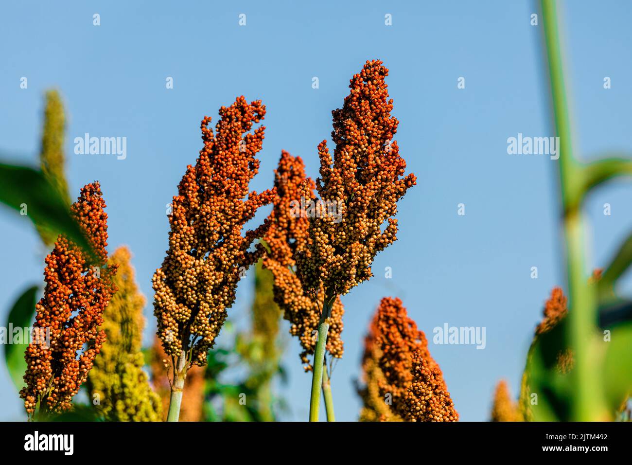 Sorghum bicolor is a genus of flowering plants in the grass family ...