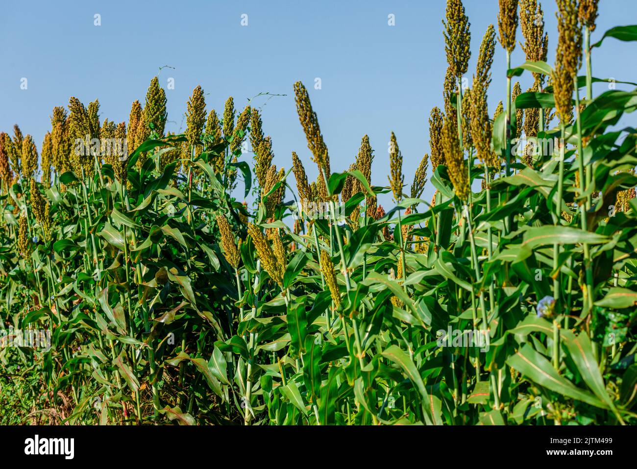 Sorghum bicolor is a genus of flowering plants in the grass family ...