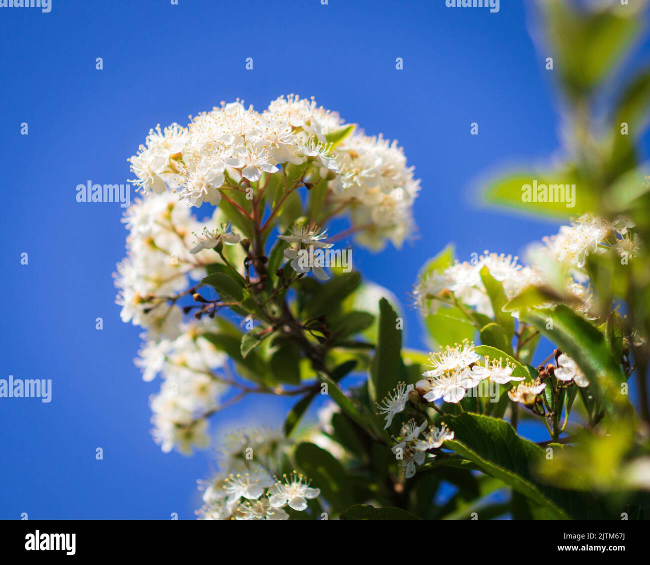 A shallow focus shot of white flowers of Myrtle plant flowering on tree ...