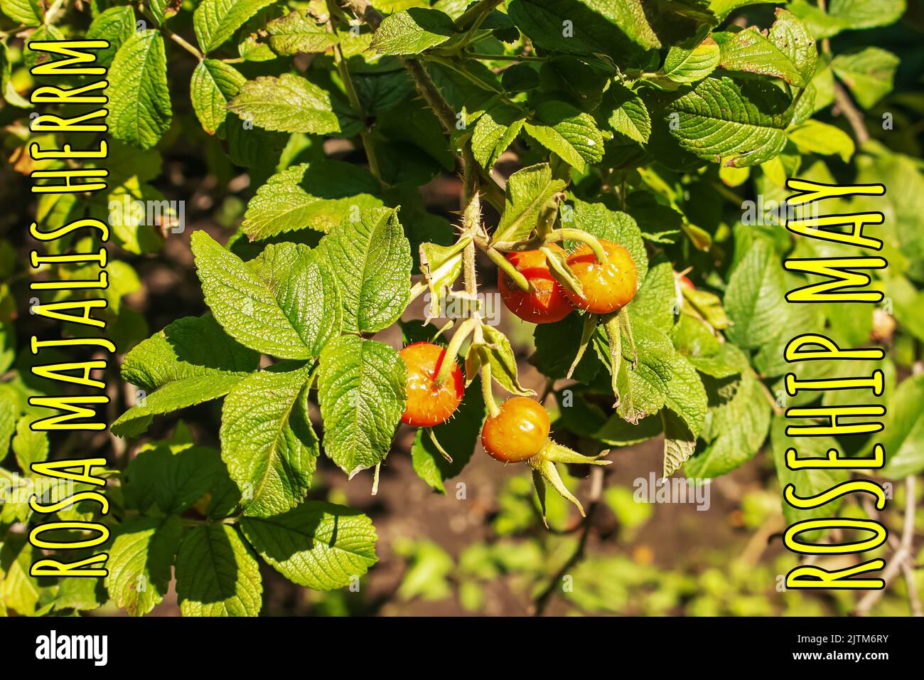 Close-up of May rosehip berries growing on the branches of a bush Stock ...